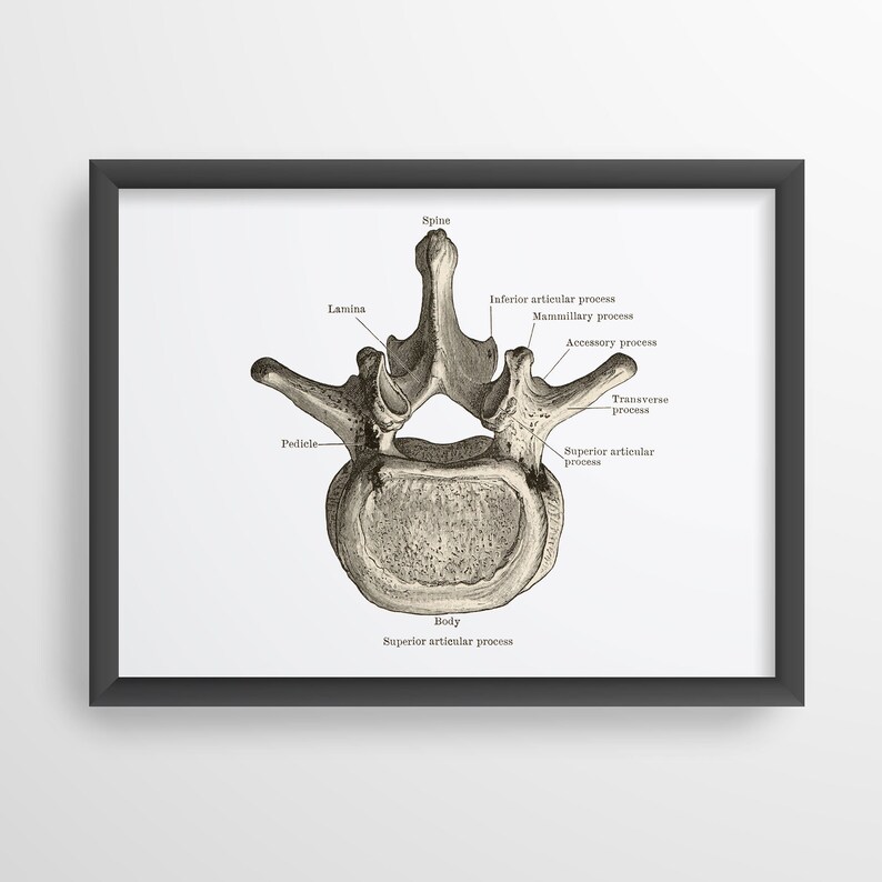 Lumbar 3rd Vertebra Spine Vintage Human Anatomy Art Print - Etsy