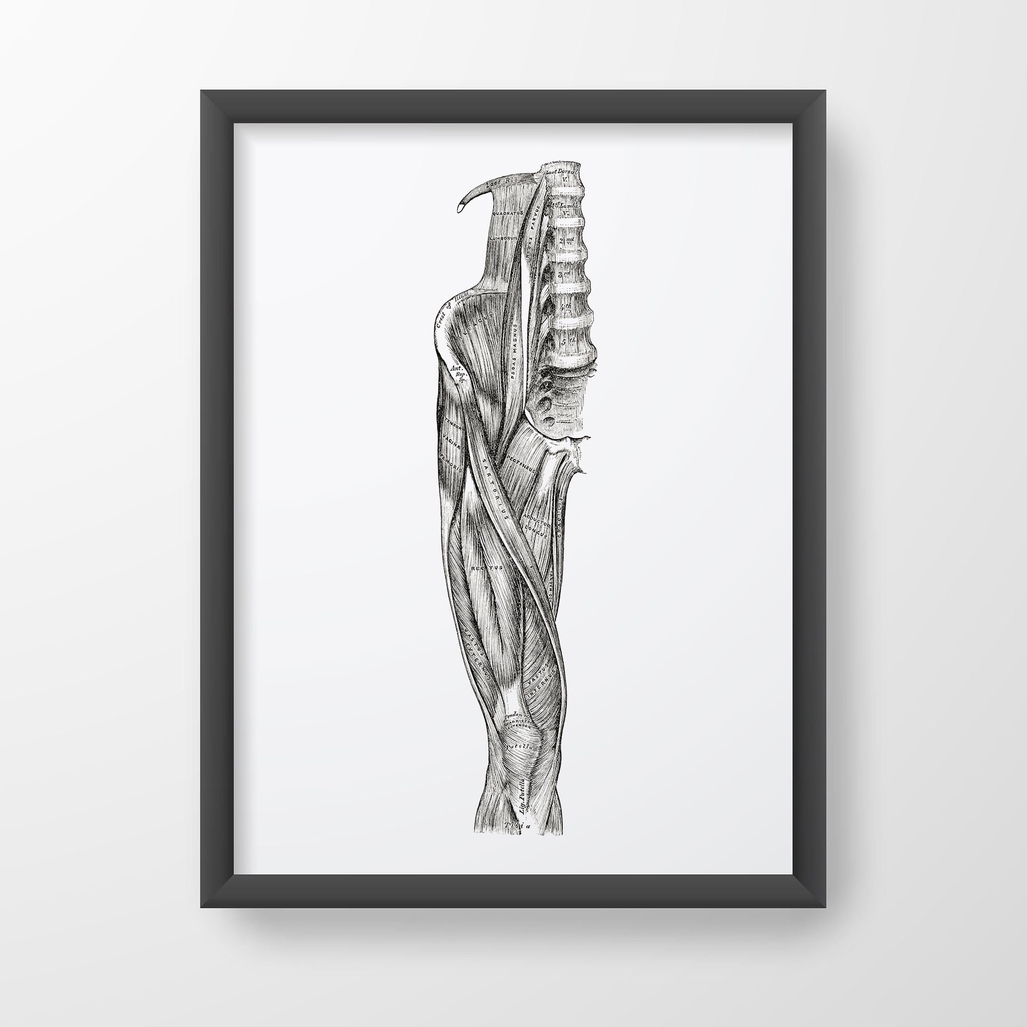 Lower Limb Muscle Art Collection Human Anatomy Art Prints - Etsy