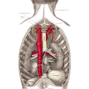 Lung Roots and Heart Cardiology Pulmonology Respiratory Anatomy Art ...