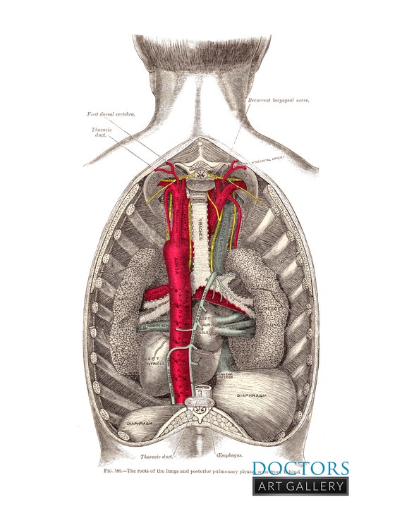 Root Of The Lung