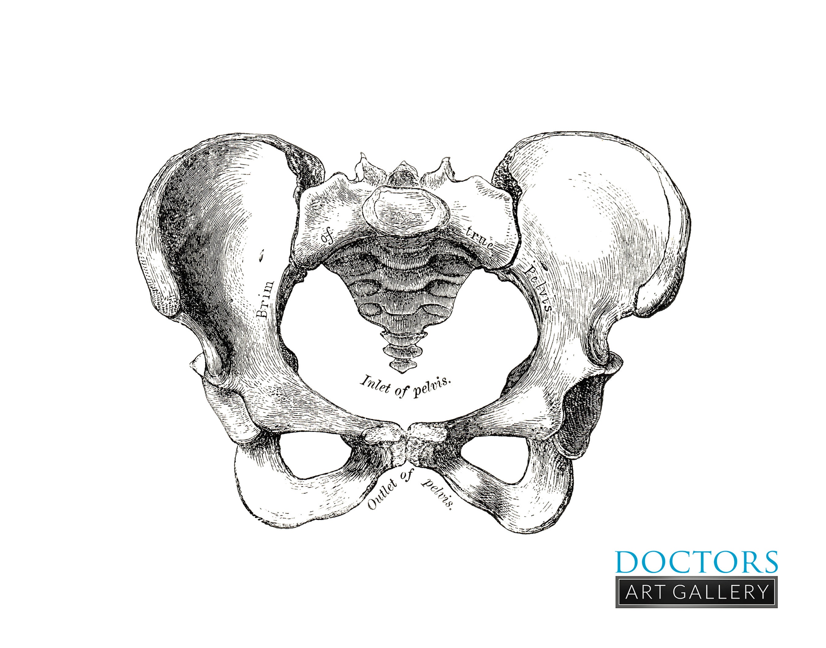 Pelvic Outlet Female