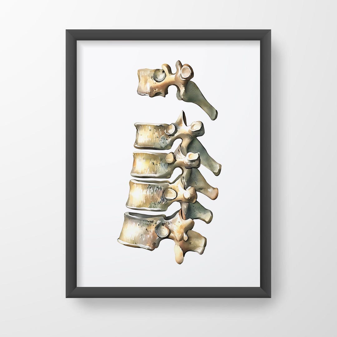 Thoracic Spine Osteology Vertebra Bone Watercolor Human Anatomy Art ...