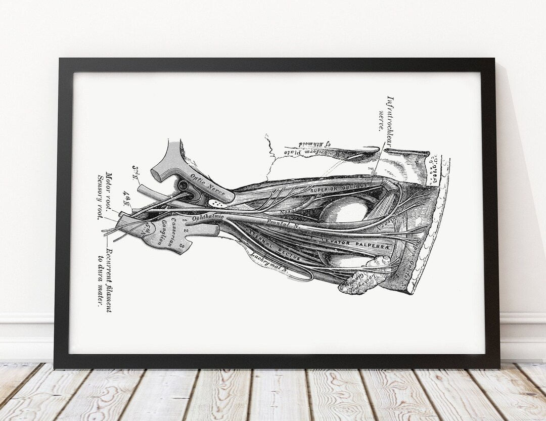 Eye Nerves of the Orbit Optometry Ophthalmology Vintage Anatomy Art ...