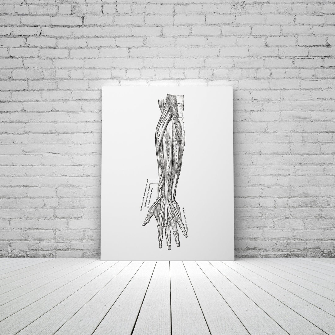 Hand Forearm Muscle Tendon Vintage Human Anatomy Art Print Anatomical ...