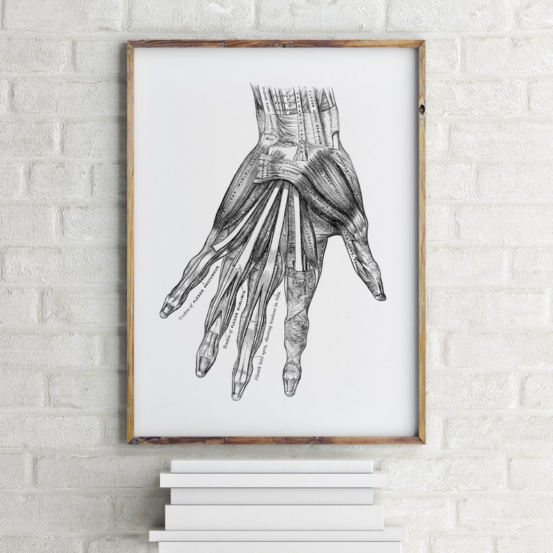 Hand Flexor Muscle Ligament Tendon Vintage Anatomical Art - Etsy
