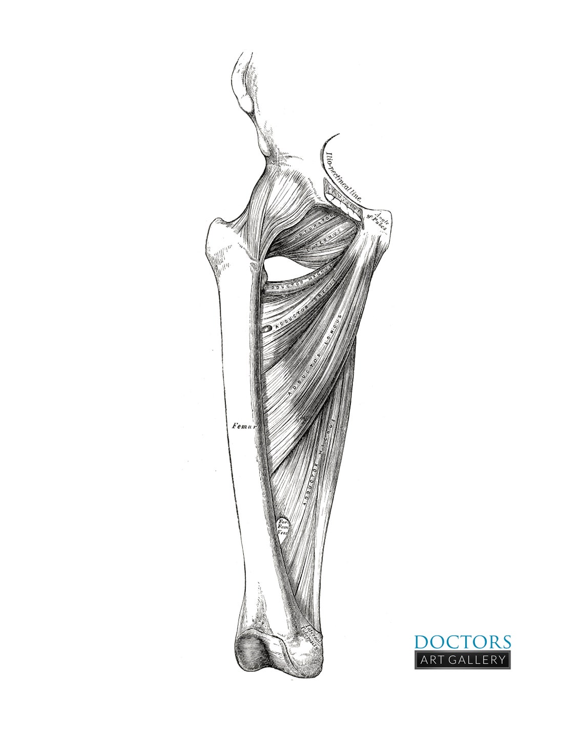 Femoral Adductor Muscle Leg Vintage Human Anatomy Art Print - Etsy