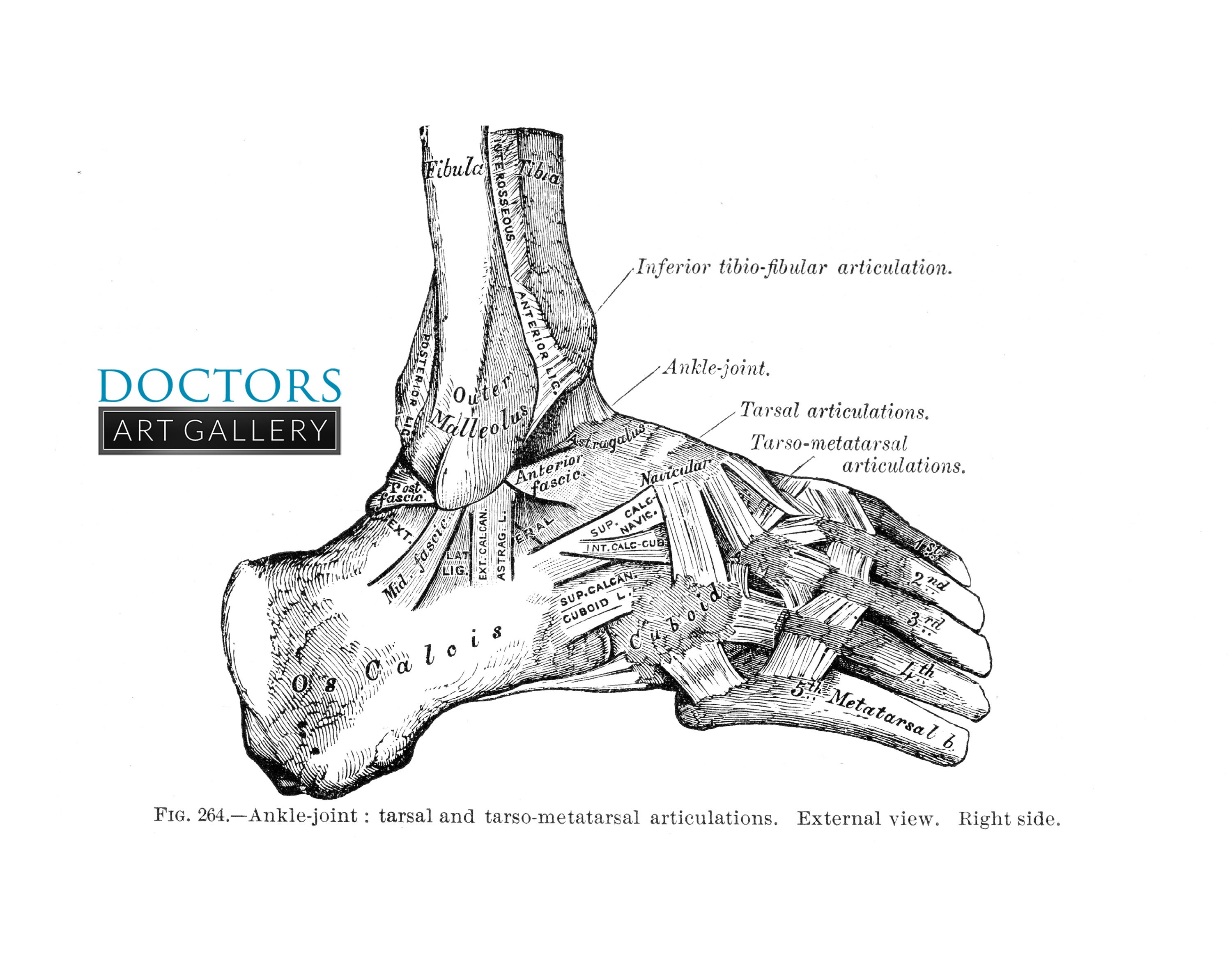Ankle Joint Tarsal and Tarso-metatarsal Articulation Vintage Human ...