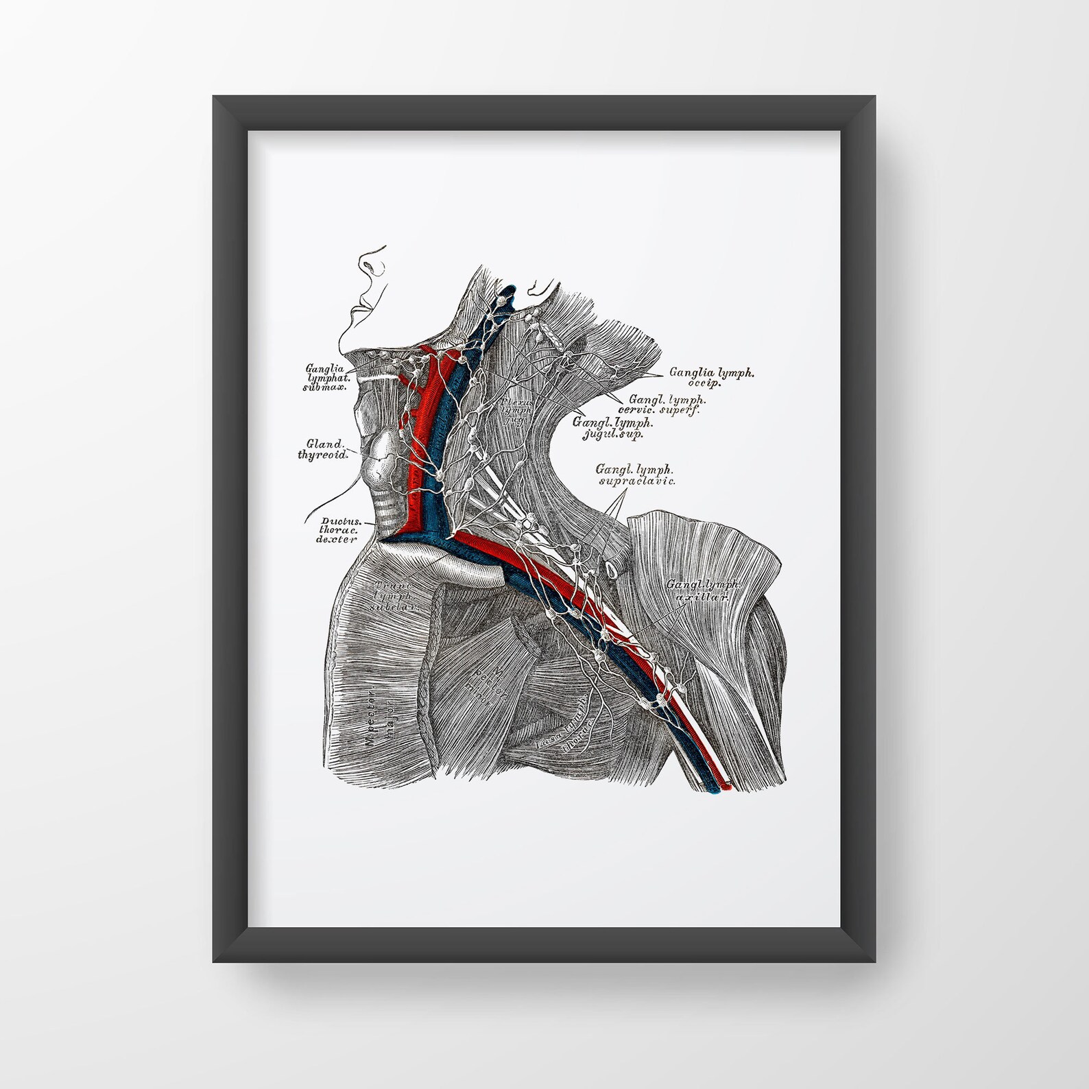 Lymph Node Carotid Artery Jugular Neck Muscle Vintage Human Anatomy Art ...