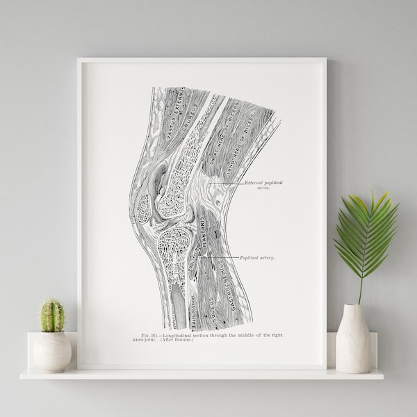 Anatomy of Knee - Etsy