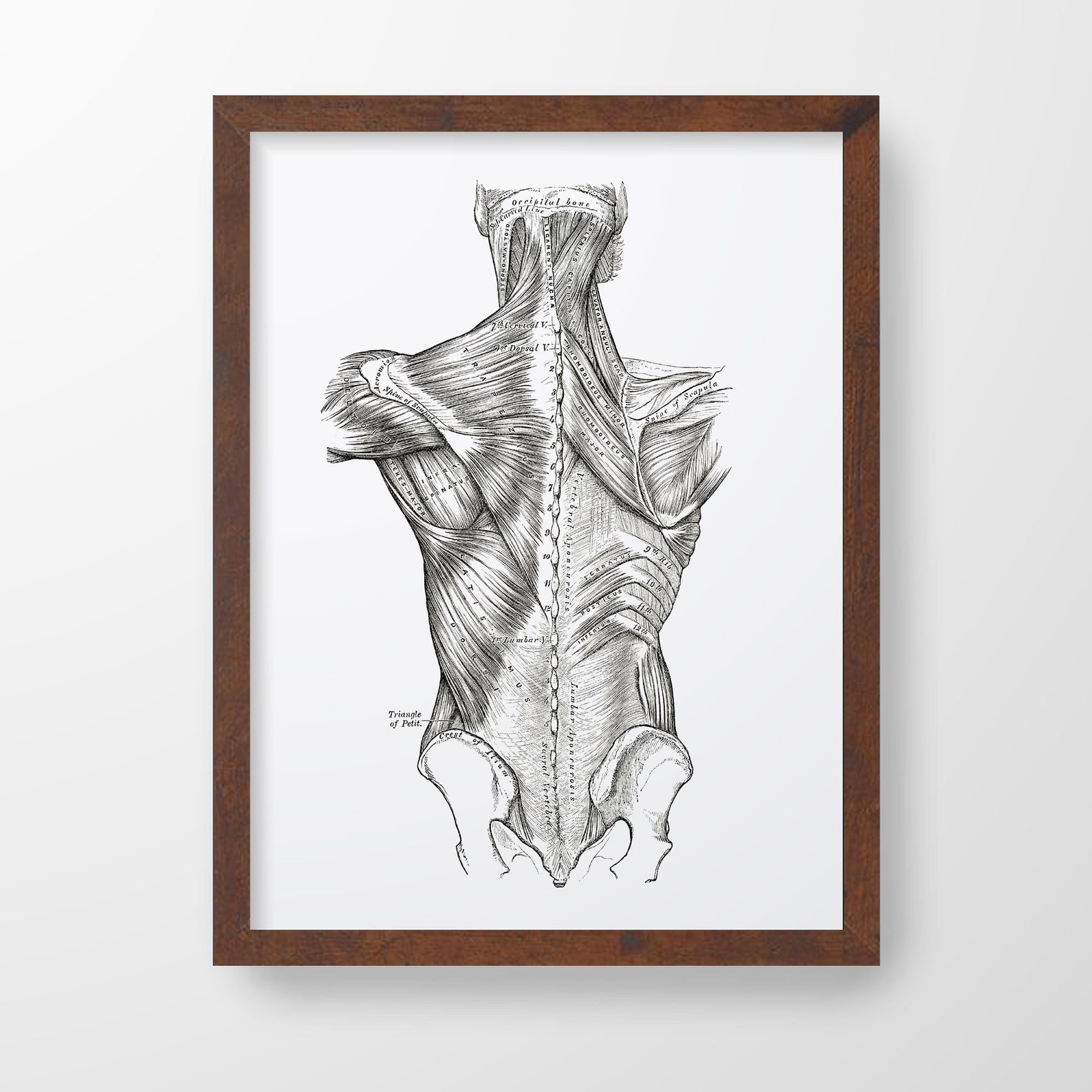 Muscles of the Back Vintage Human Anatomy Art Print Medical - Etsy
