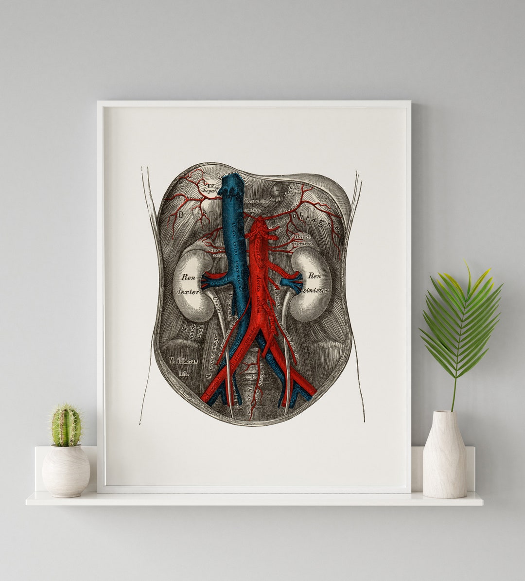 Kidney Urology Nephrology Human Anatomy Dialysis Art Print Medical ...