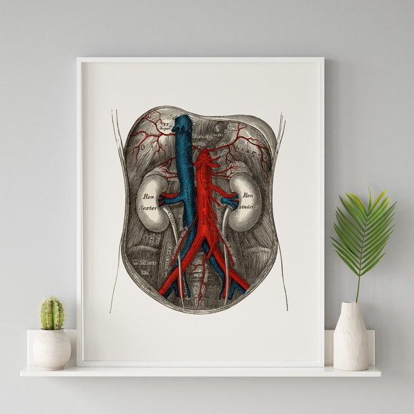 Anatomical Kidney Model - Etsy