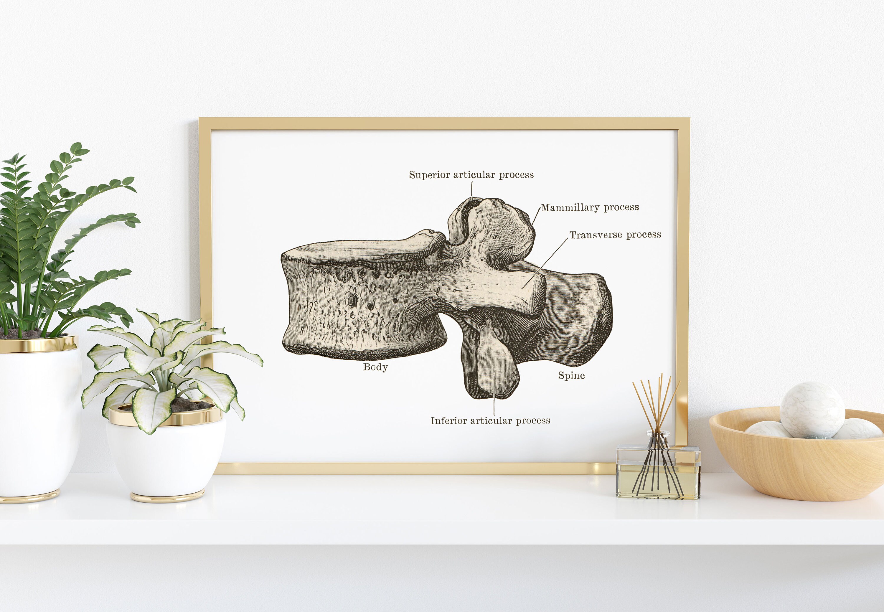 Lumbar 3rd Vertebra Lateral Spine Vintage Human Anatomy Art Print - Etsy