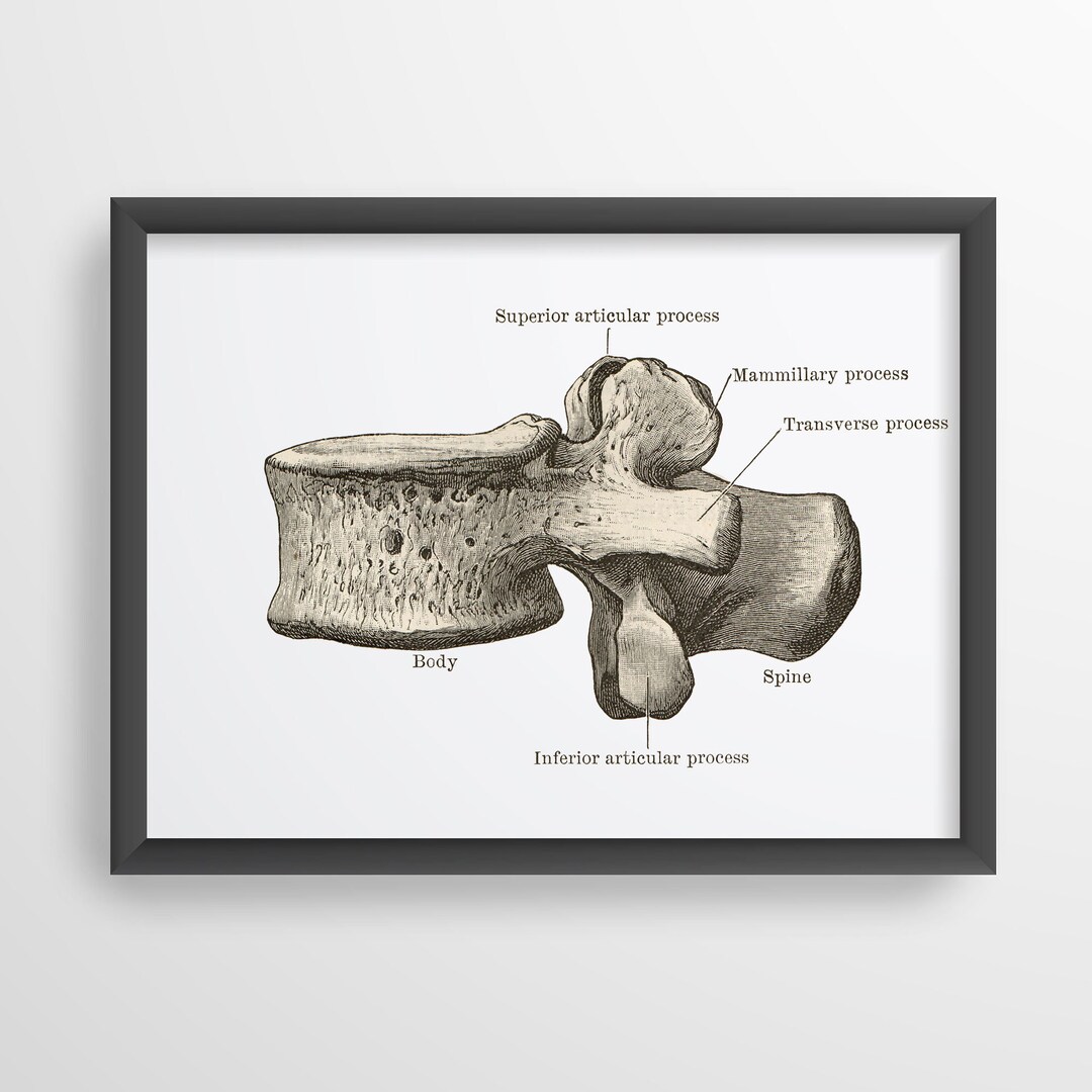 Lumbar 3rd Vertebra Lateral Spine Vintage Human Anatomy Art Print - Etsy