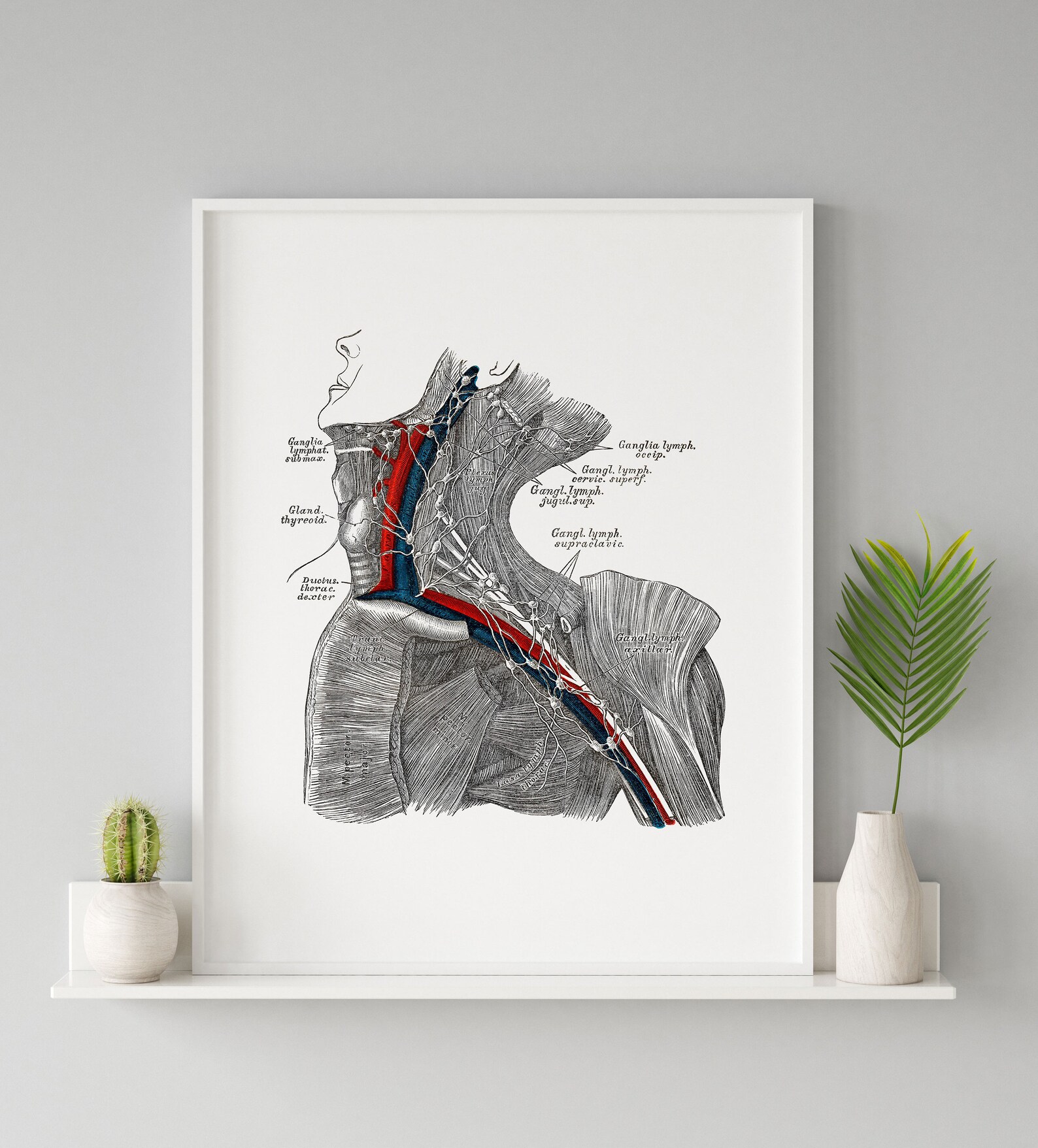 Lymph Node Carotid Artery Jugular Neck Muscle Vintage Human Anatomy Art ...