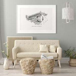 Eye Muscles of the Orbit Optometry Ophthalmology Vintage Anatomy Art ...