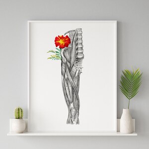 Femoral Iliac Muscle Leg Flower Human Anatomy Art Print Vintage ...