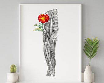 Femoral Iliac Muscle Leg Flower Human Anatomy Art Print - Etsy
