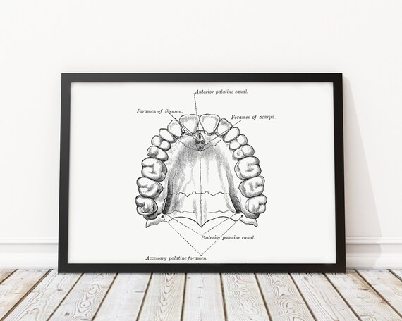 Alveolar Arch PDF] Alveolar Arch Shapes And Its Relation To Complete