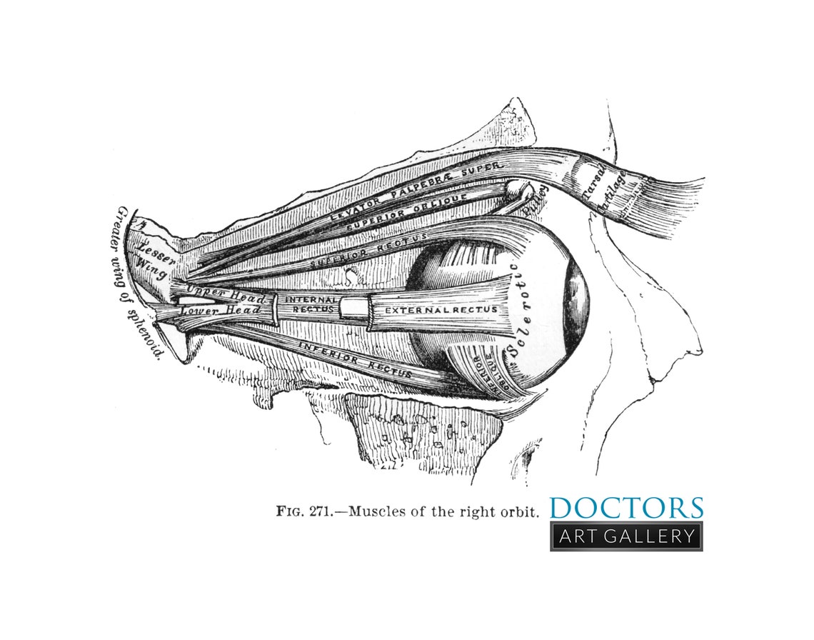 Eye Muscles of the Orbit Optometry Ophthalmology Vintage - Etsy