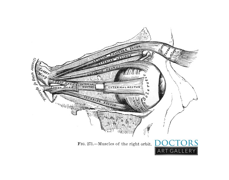 Eye Muscles of the Orbit Optometry Ophthalmology Vintage Anatomy Art ...