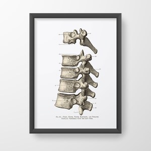 Thoracic Spine Osteology Vertebrae Bone Vintage Human Anatomy Art Print ...