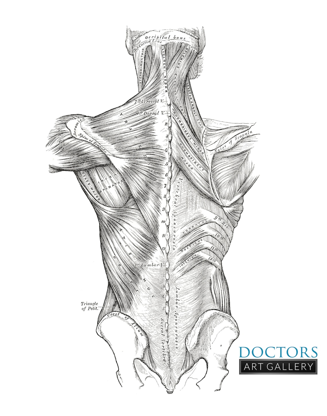 Muscles of the Back Vintage Human Anatomy Art Print Medical | Etsy