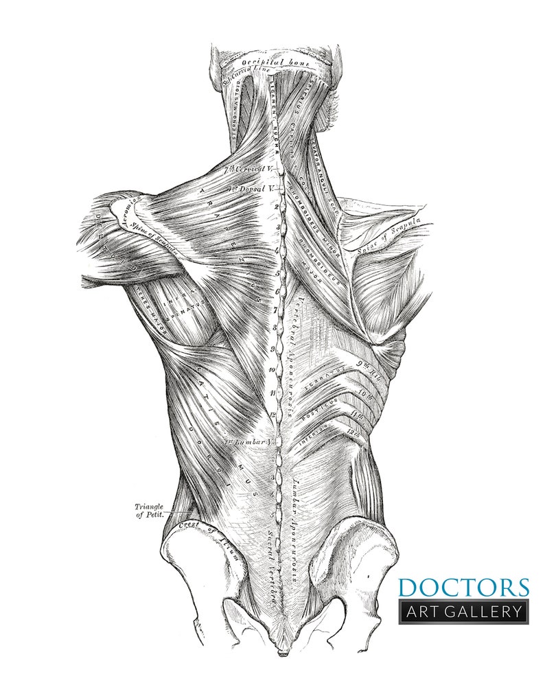 Muscles of the Back Vintage Human Anatomy Art Print Medical - Etsy