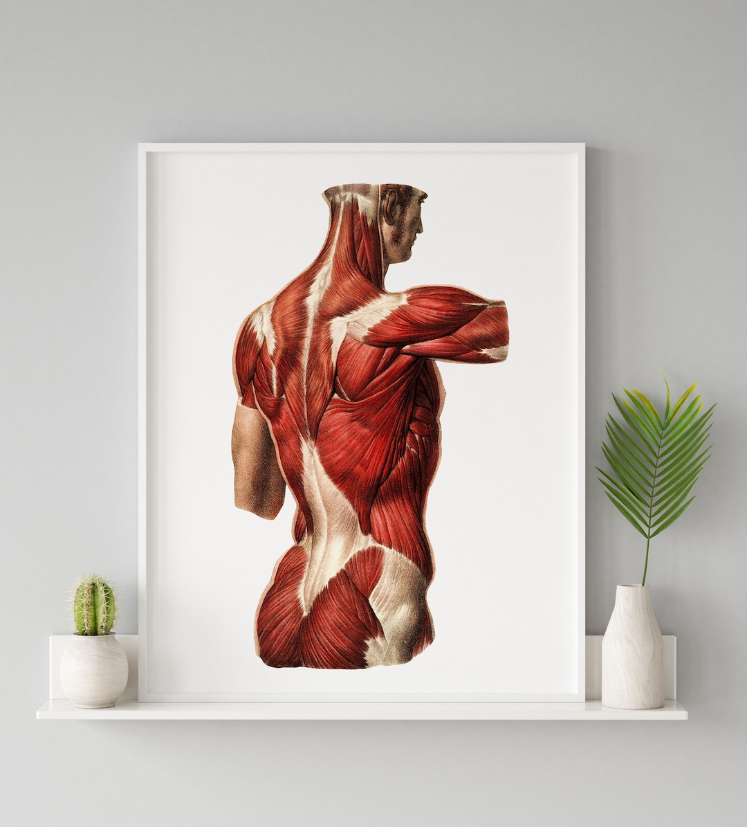 Muscles of the Back Vintage Human Anatomy Art Print - Etsy