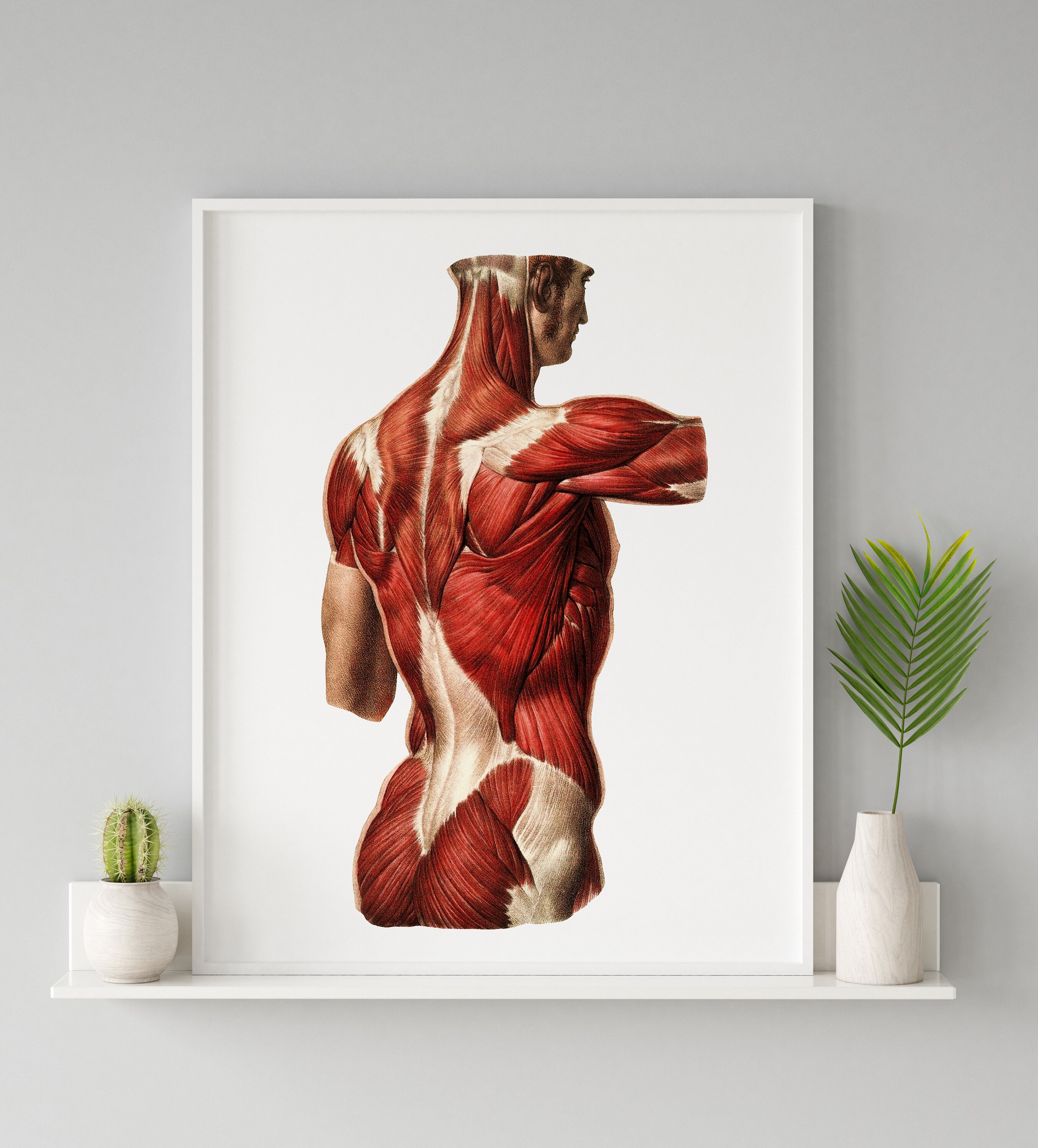Muscles of the Back Vintage Human Anatomy Art Print - Etsy