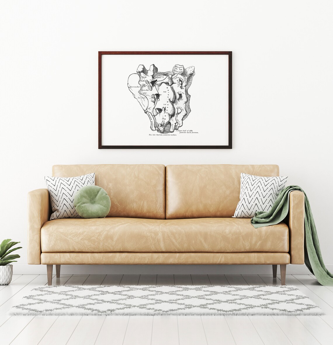 Sacrum Posterior Pelvis Spine Bone Osteology Vintage Anatomy - Etsy