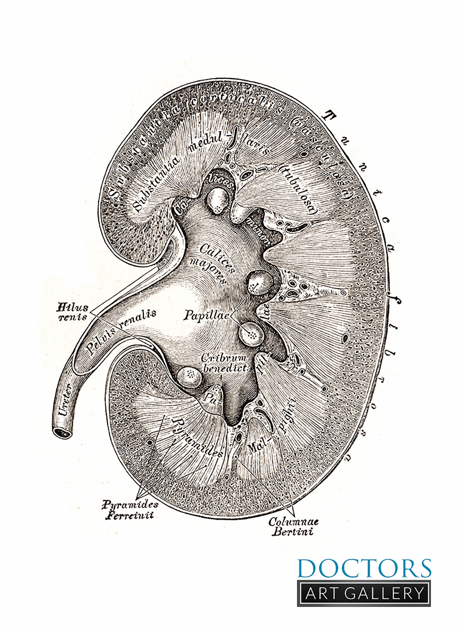 Kidney Urology Nephrology Human Anatomy Art Print Dialysis - Etsy