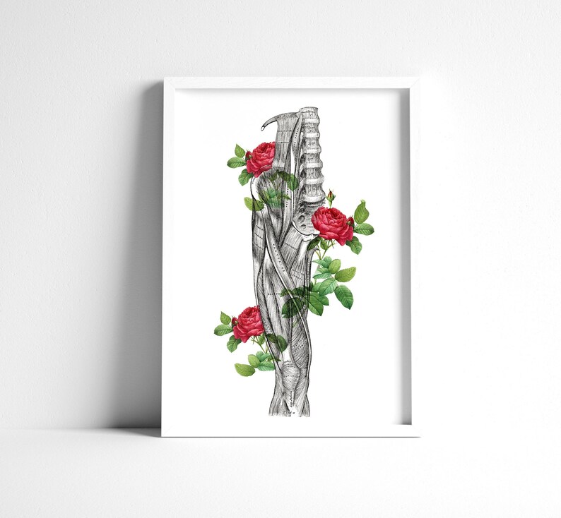 Vintage Anatomy Art Print: Floral Leg Muscle Medical Drawing - Etsy
