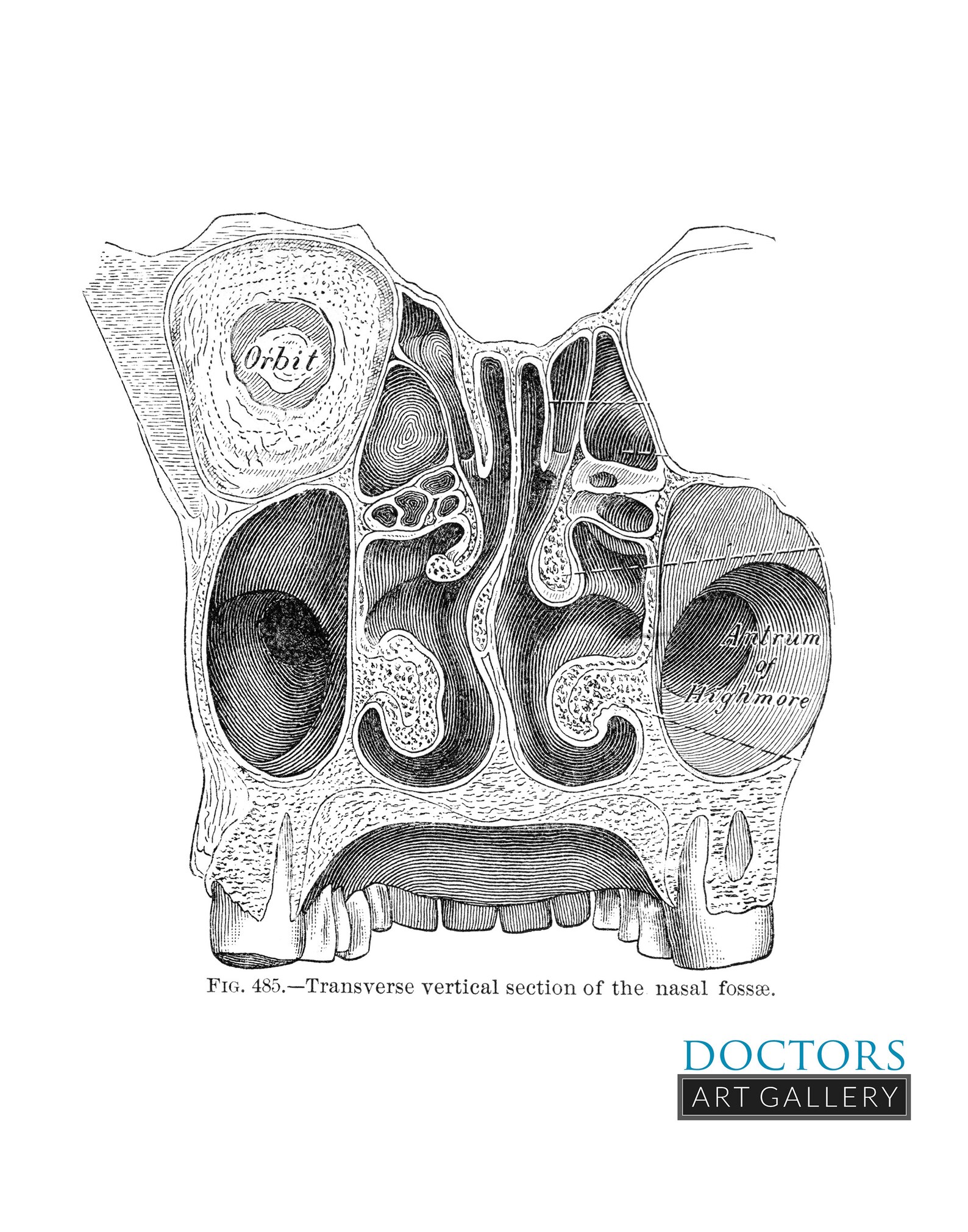Nasal Cavity Sinus ENT Organ of the Senses Medical - Etsy