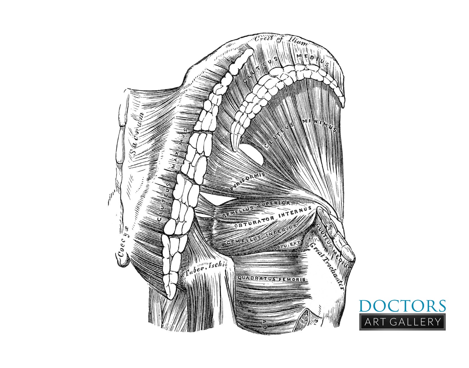 Gluteus Muscle Vintage Human Anatomy Art Print Medical Drawing - Etsy ...