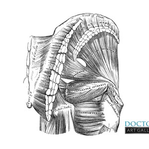 Gluteus Muscle Vintage Human Anatomy Art Print Medical Drawing - Etsy