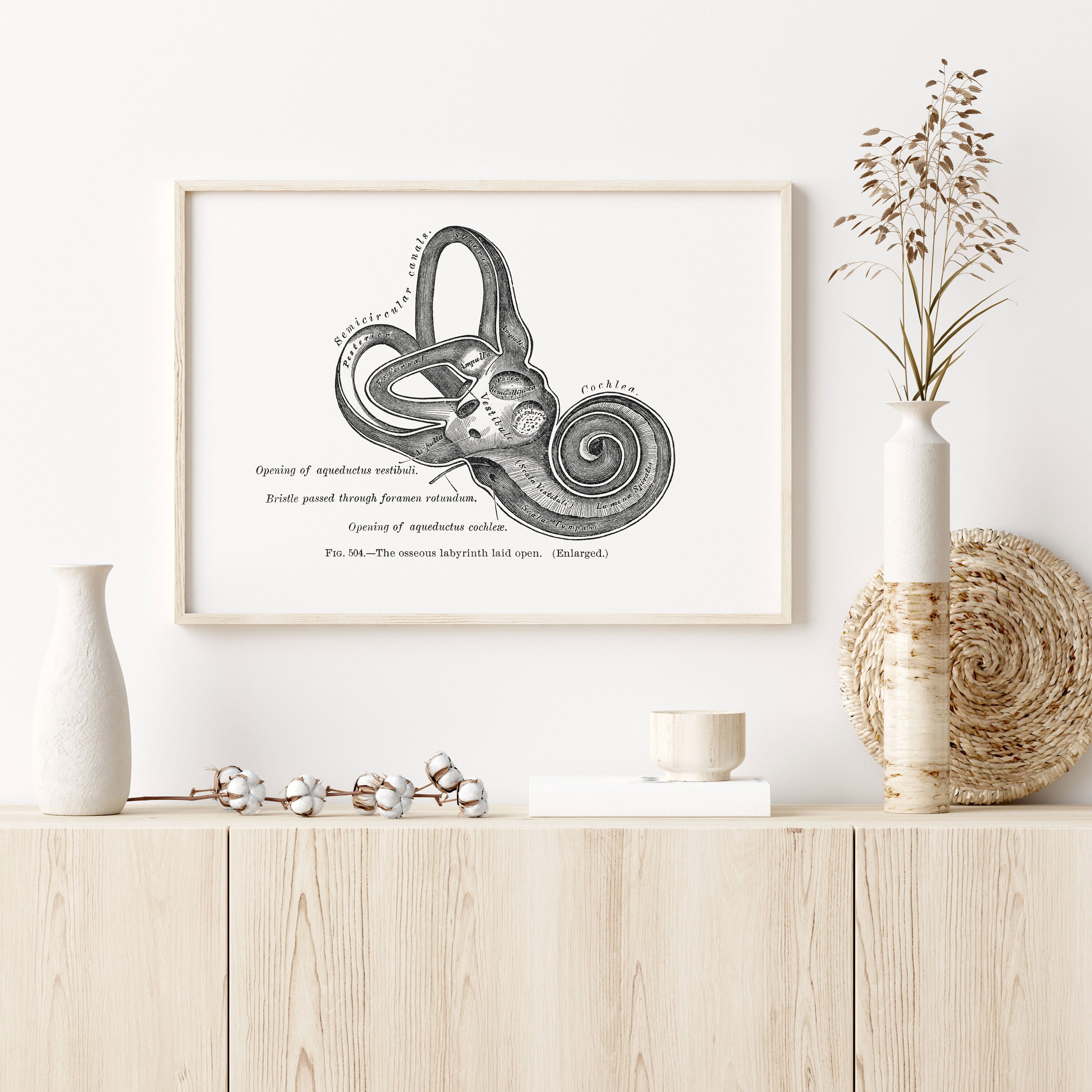Cochlea Osseous Labyrinth Inner Ear ENT Vintage Audiology Anatomy Art ...