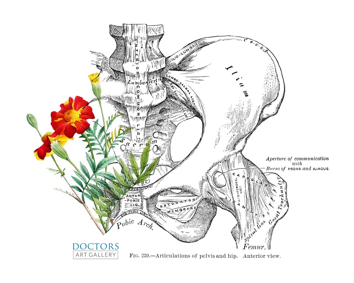 Pelvis Hip Joint Anterior Muscle Rose Flower Bone Osteology - Etsy