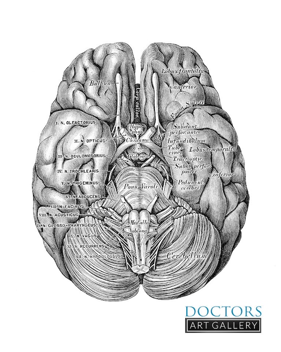 Inferior Brain Diagram