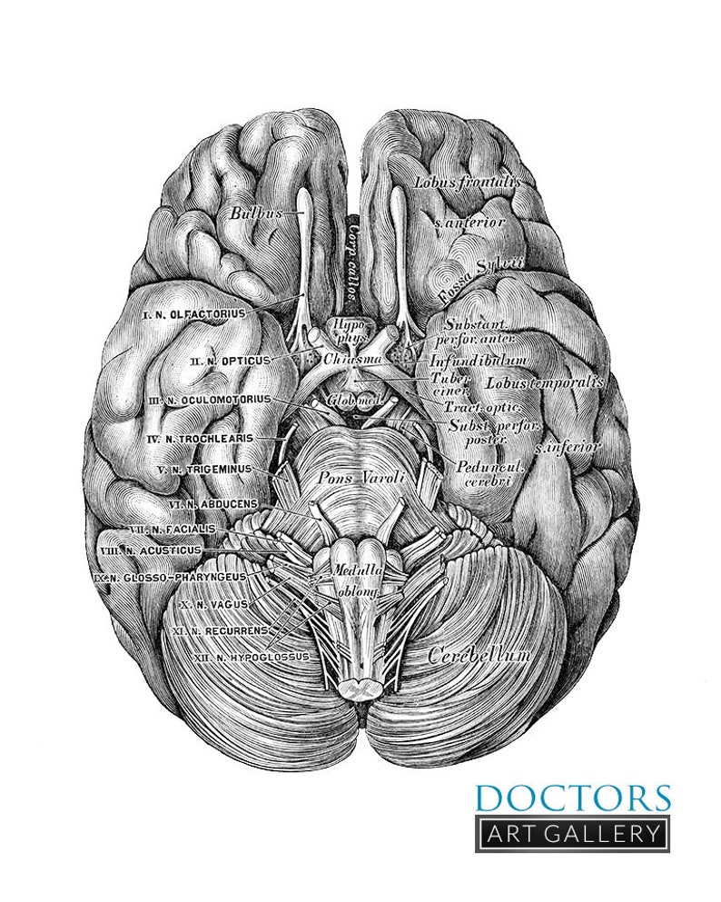 Brain Inferior Hemispheres Human Anatomy Neurology Art Print | Etsy