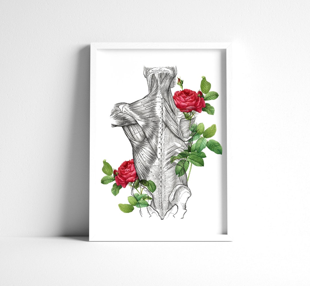 Muscles of the Back Floral Vintage Human Anatomy Art Rose Flower ...