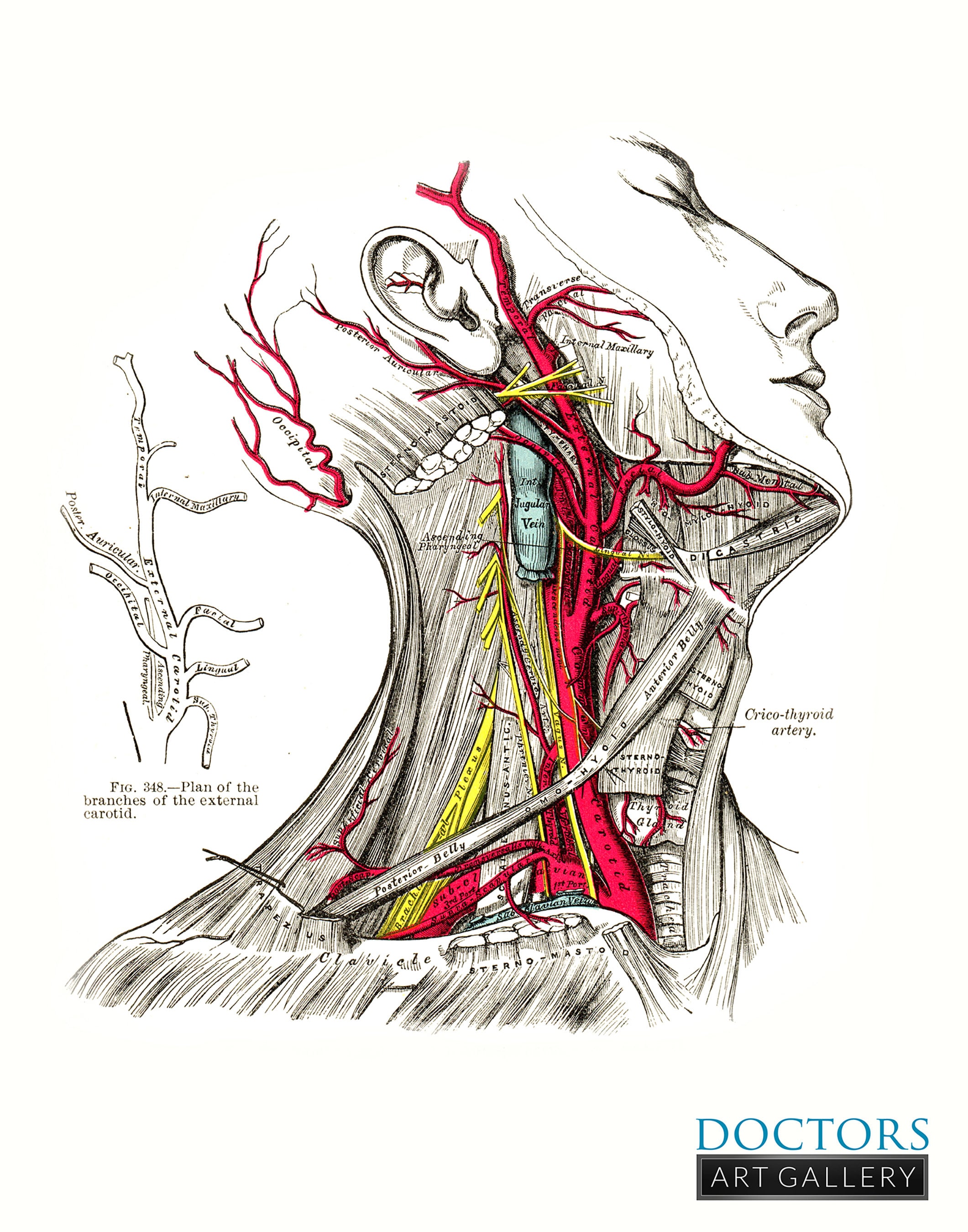 Carotid Artery Neck Muscle Human Anatomy Art Print Medical Model - Etsy