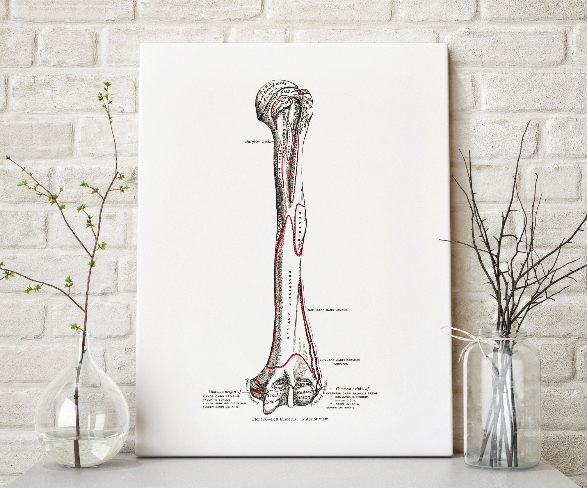 Arm Bone Humerus Anterior Ortho Vintage Human Anatomy Art Print - Etsy