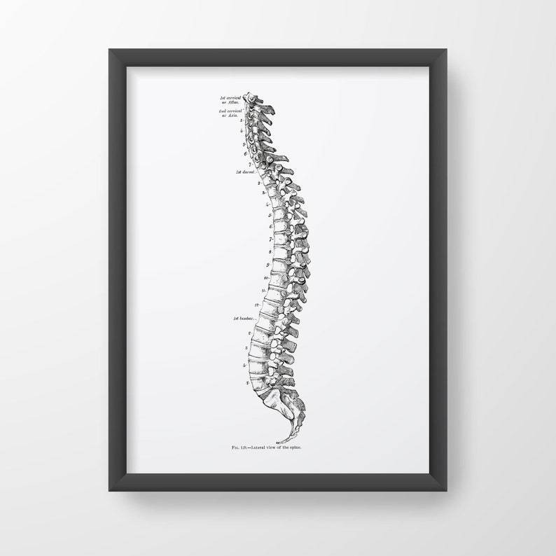 Vintage Lateral Spine Osteology Vertebrae Anatomy Art Print - Etsy