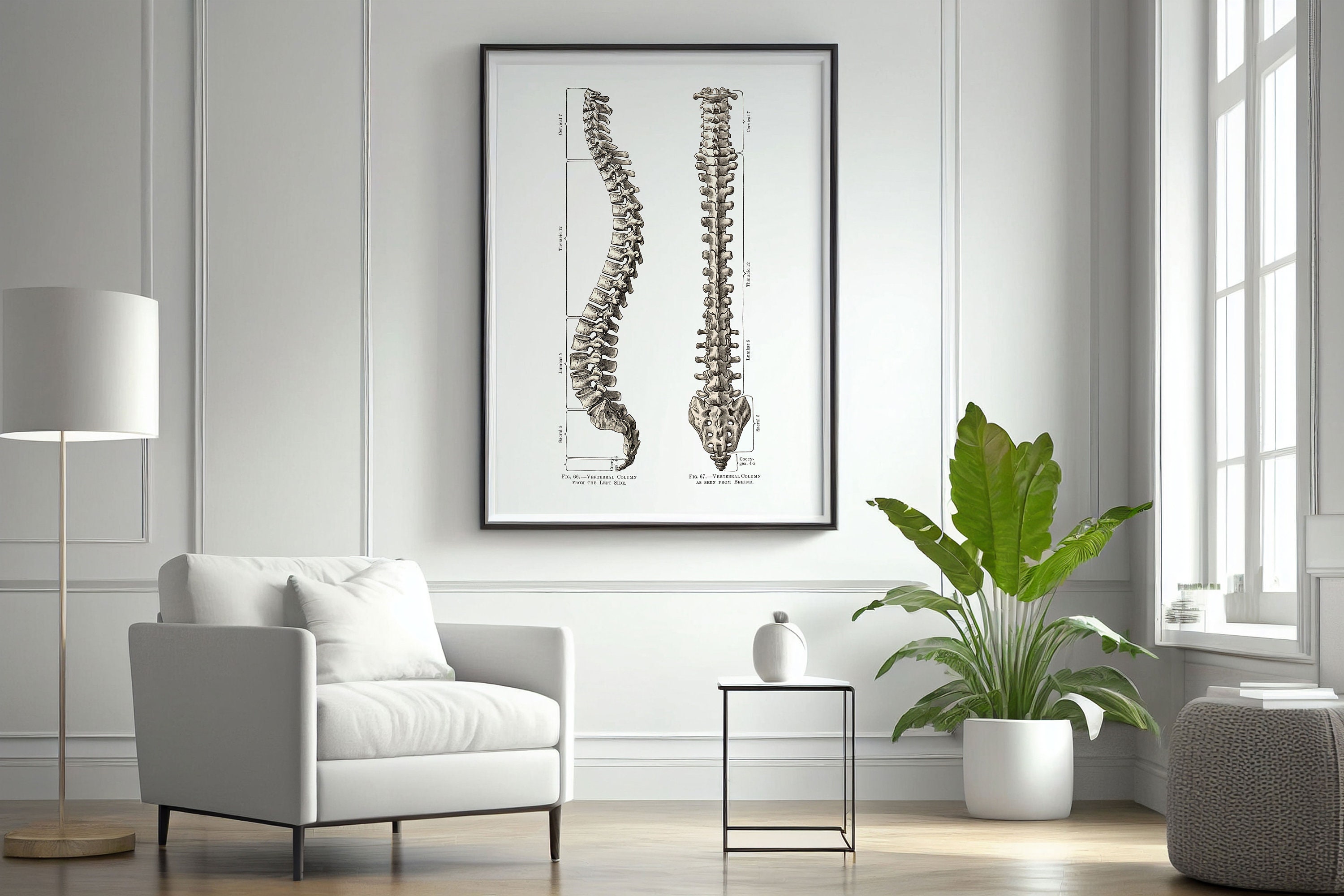 Spinal Column Vertebrae Vintage Spine Human Anatomy Art Print - Etsy