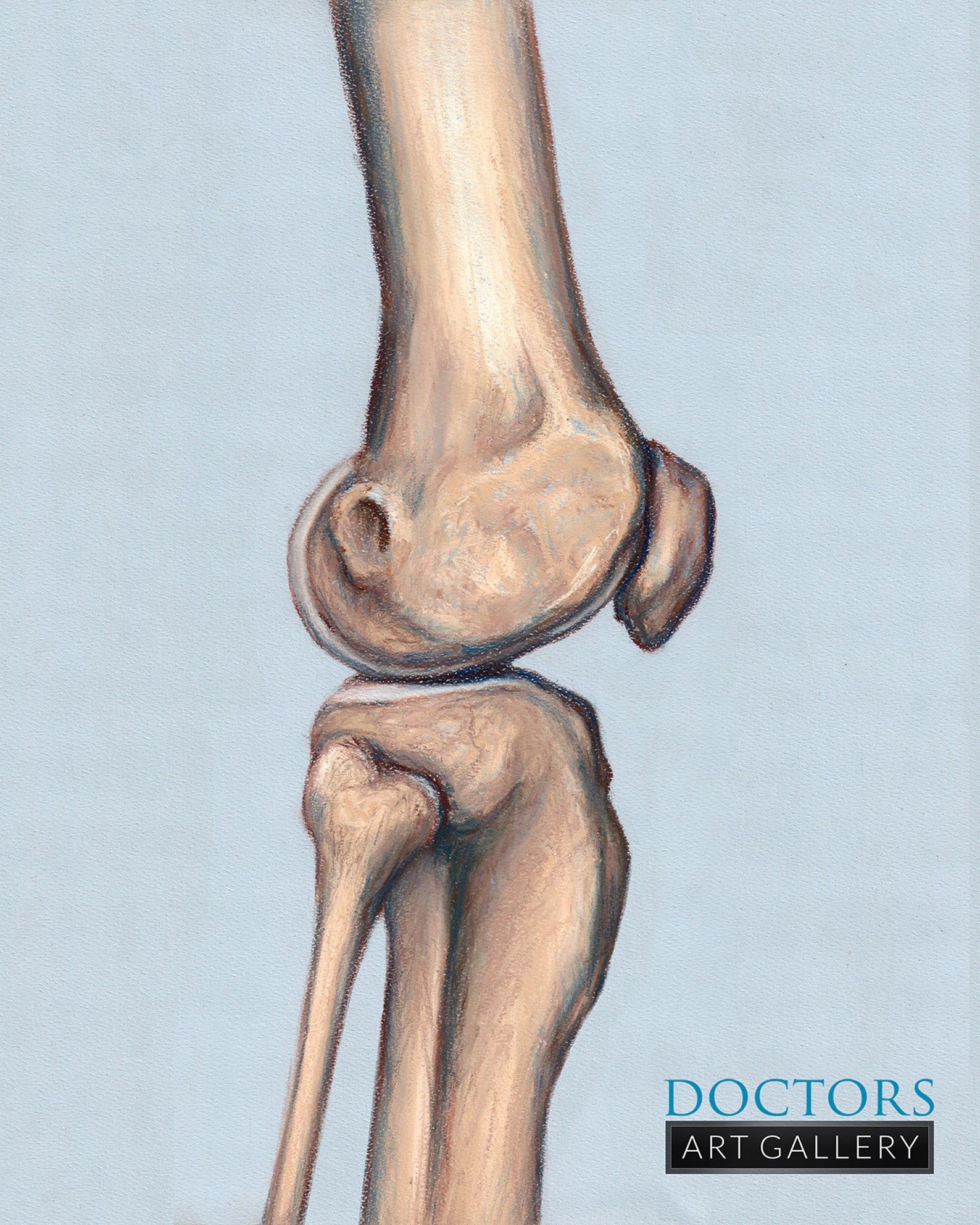 Articulación de la rodilla Hueso de la pierna Rótula Fémur - Etsy España