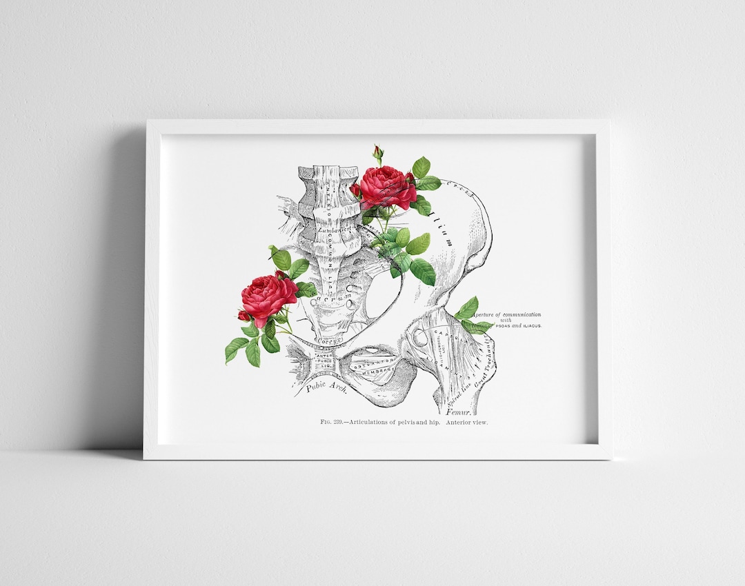 Pelvis Hip Joint Anterior Muscle Rose Flower Bone Osteology Vintage ...