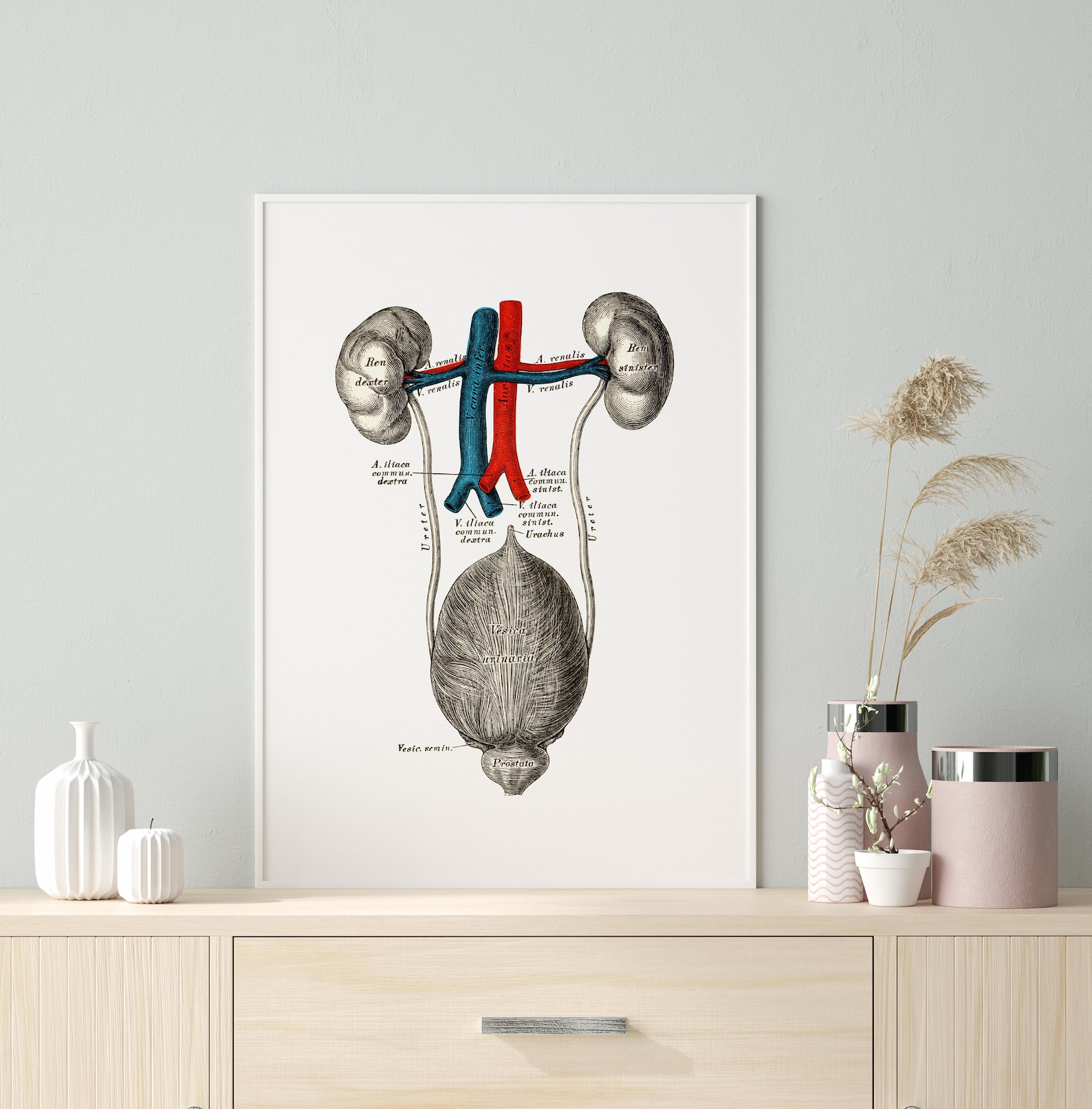Vintage Kidney Bladder Ureter Urology Nephrology Renal Anatomy Art ...