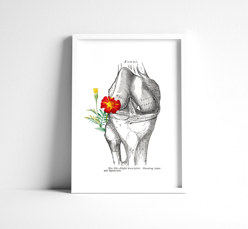 Knee Joint Internal Ligament Marigold Flower Vintage Human Anatomy Art ...