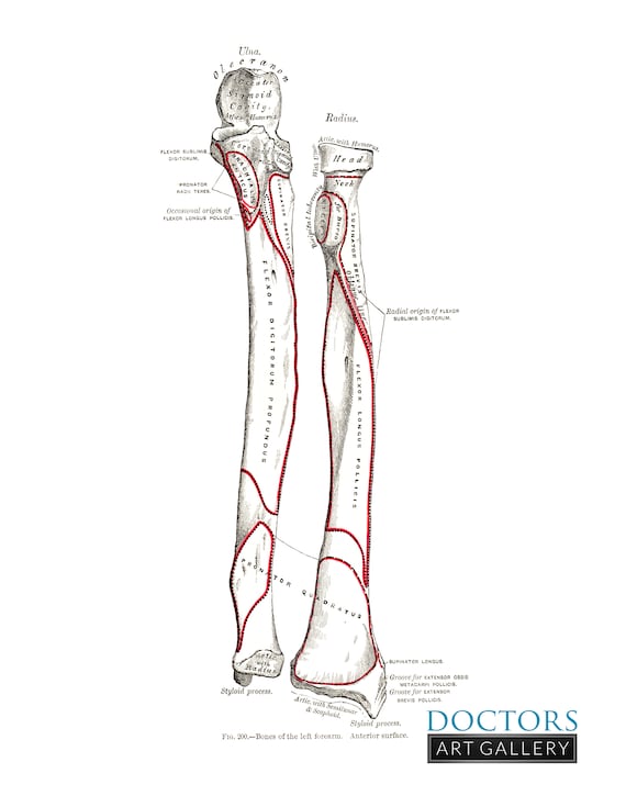 Styloid Process Of Ulna